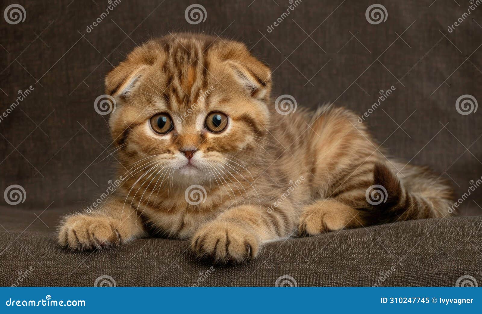 Cute Scottish Fold Kitten Lying on the Bed at Home Stock Image - Image ...