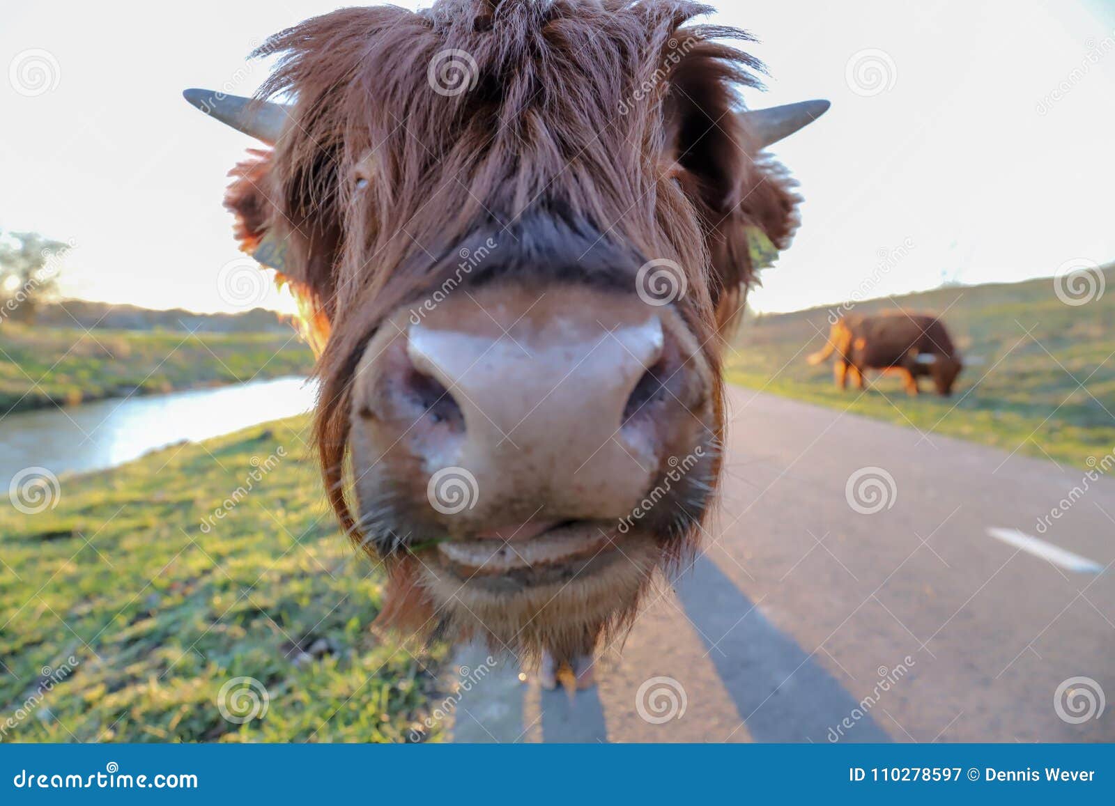 Cute Scottish Highlander stock image. Image of love - 110278597
