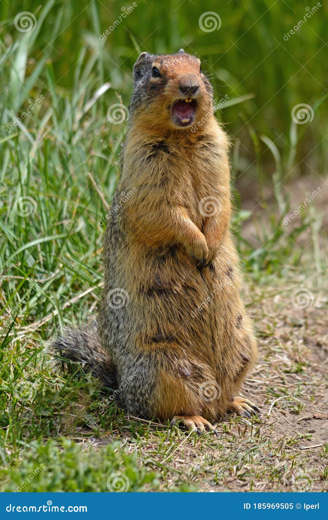Cute screaming gopher stock image. Image of standing - 185969505