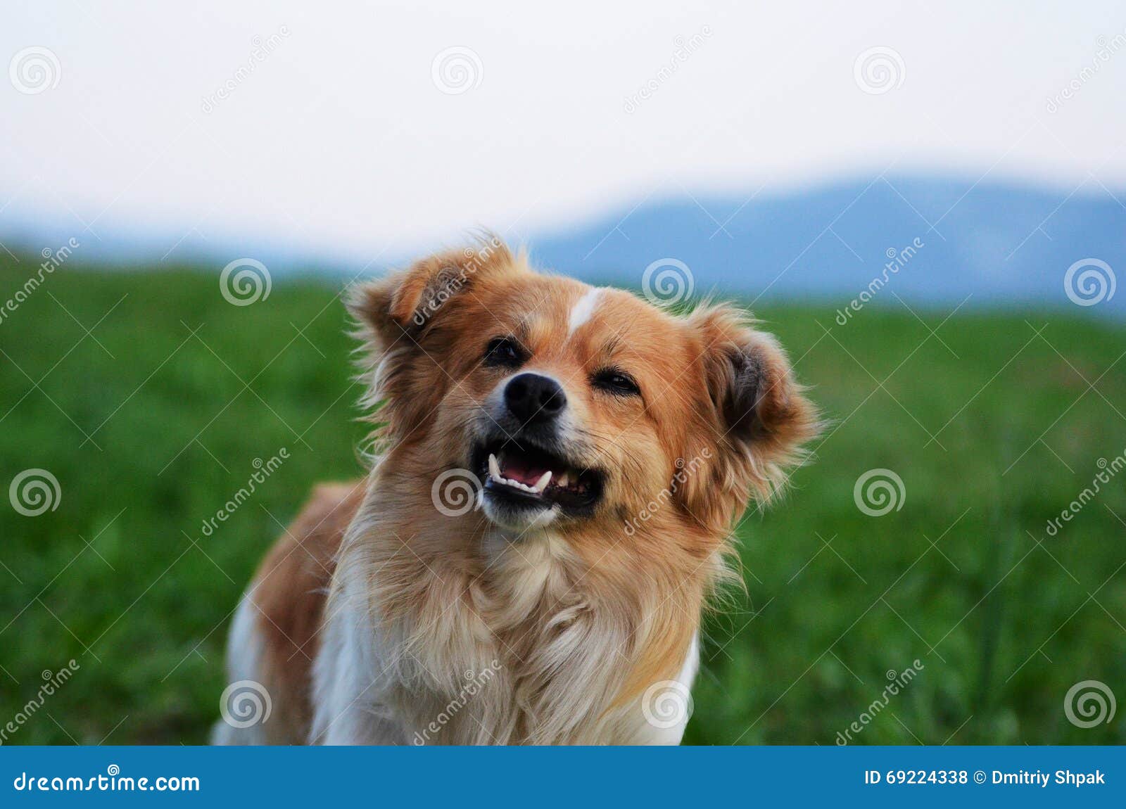 Cute Scruffy Terrier with a Happy Smile Stock Photo - Image of happy ...