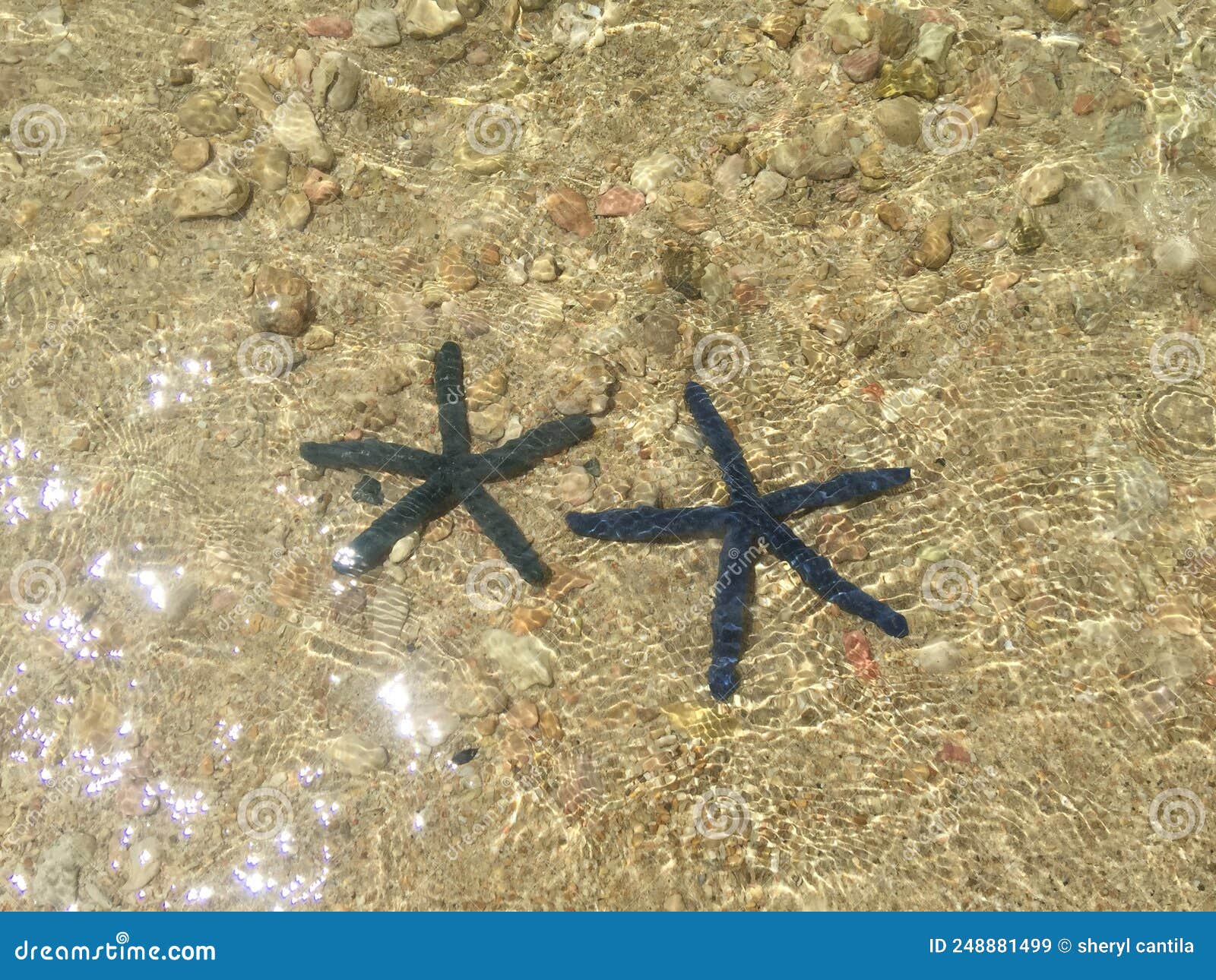 Star fish stock image. Image of fish, star, creature - 248881499