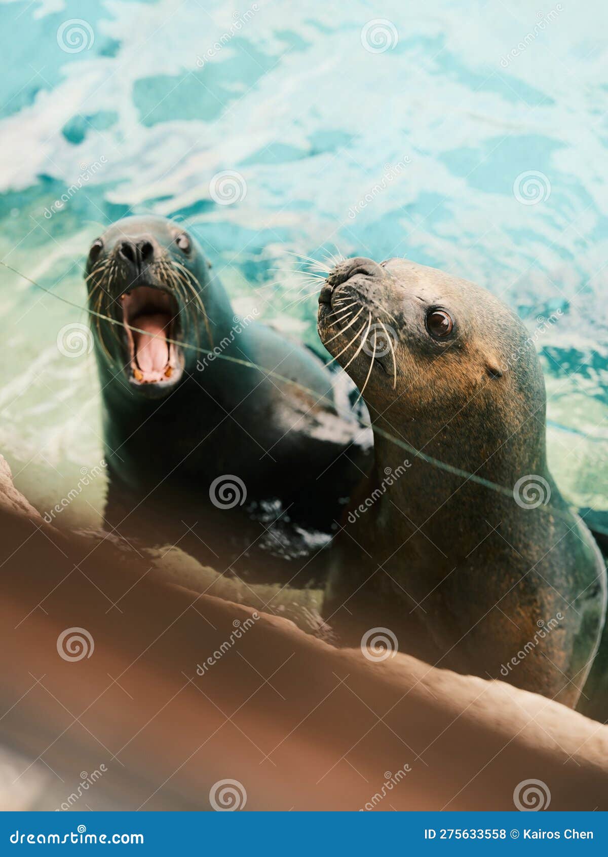 Sea lion in aquarium stock photo. Image of lion, cute - 275633558
