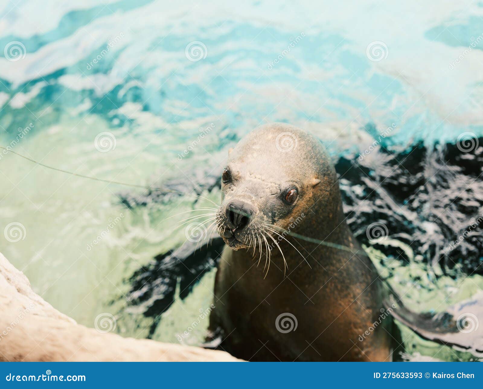 Sea lion in aquarium stock image. Image of lion, cute - 275633593