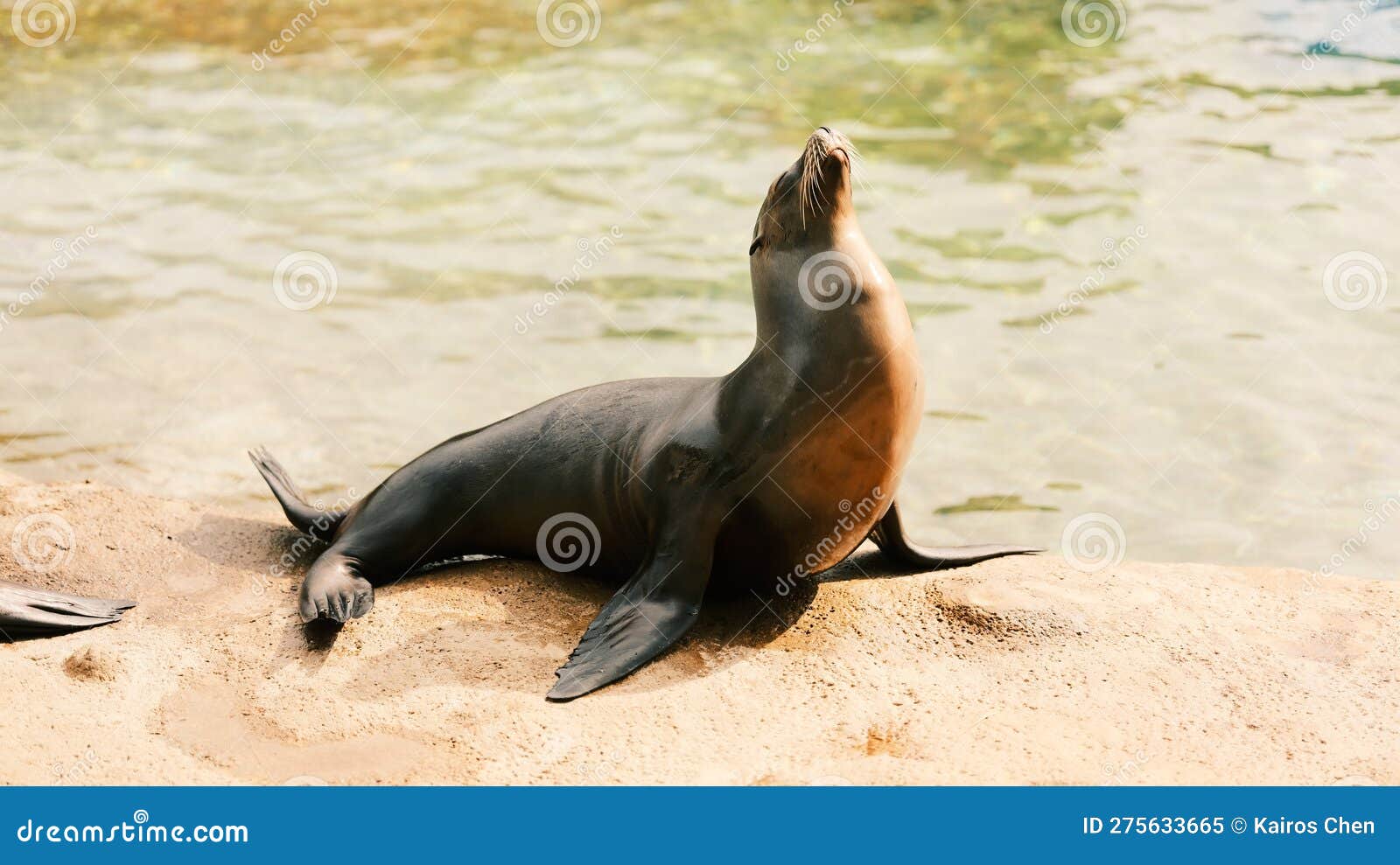 Sea lion in aquarium stock image. Image of cute, lion - 275633665