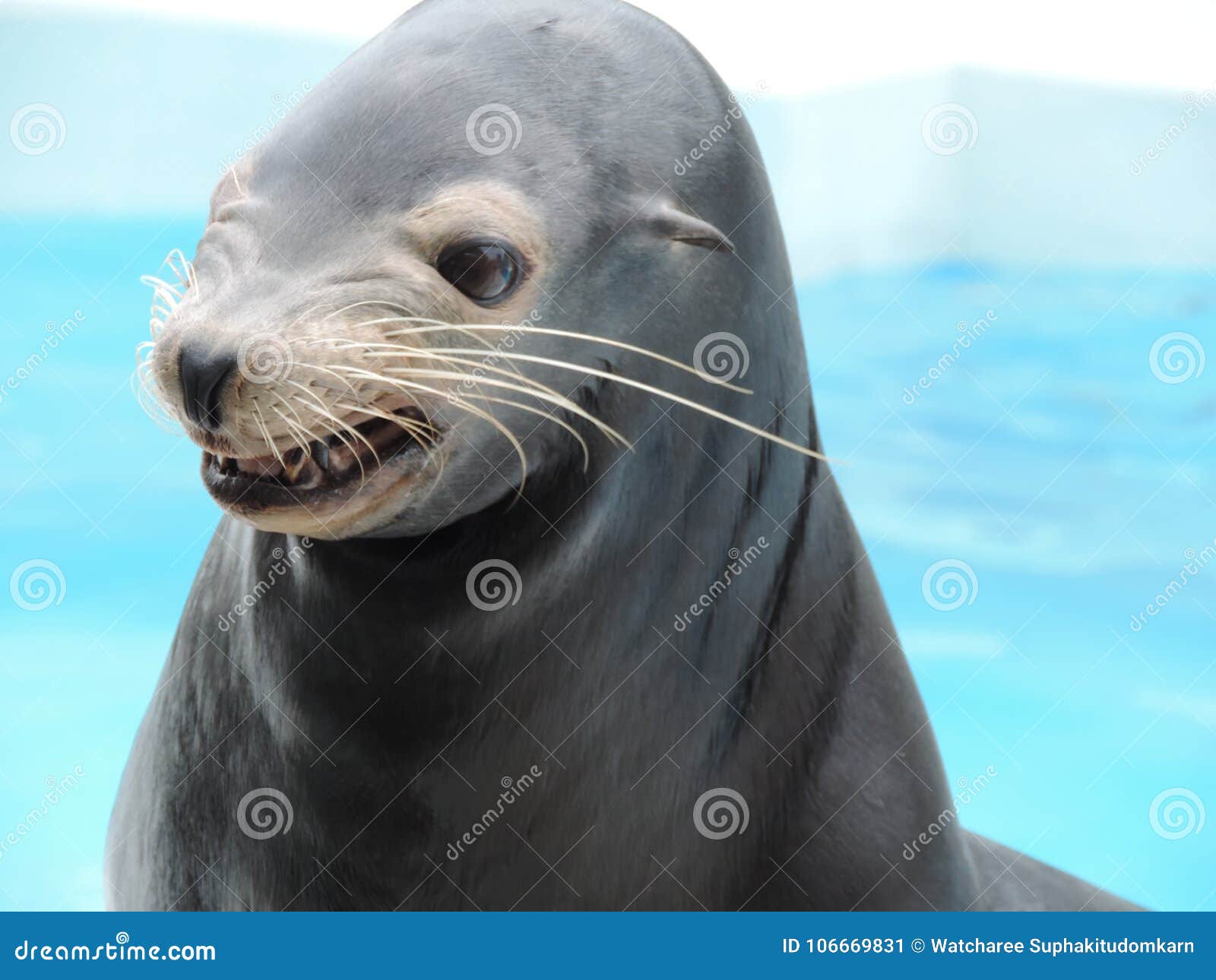 Smiling Sea Lion