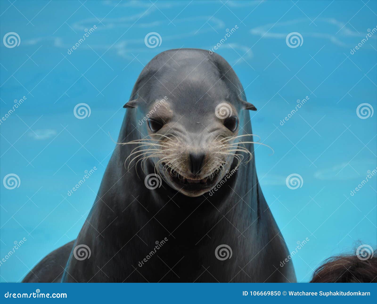 Sea lion is smiling. stock photo. Image of aquarium - 106669850