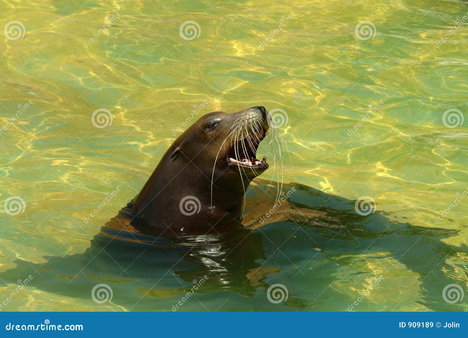 Cute Sea Lion Swimming and Playing in Water Stock Image - Image of ...