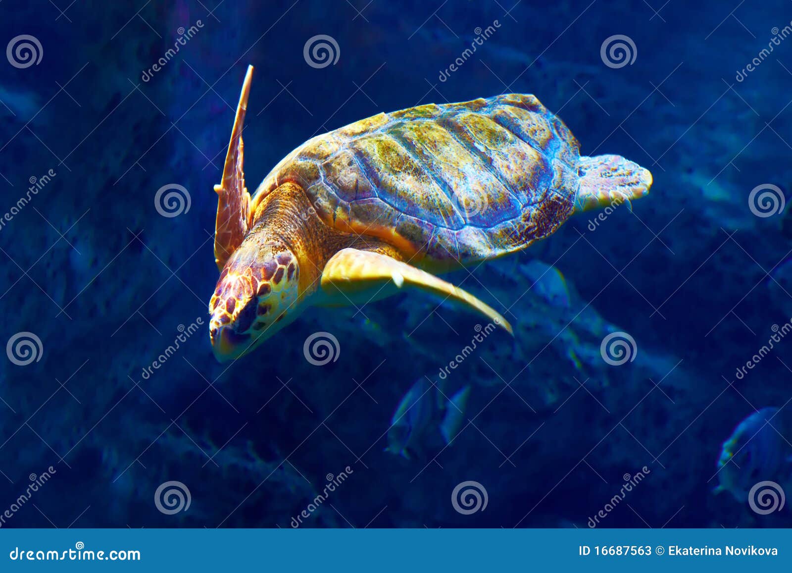 Cute Sea Turtle in Aquarium Stock Image - Image of turtle, biology ...