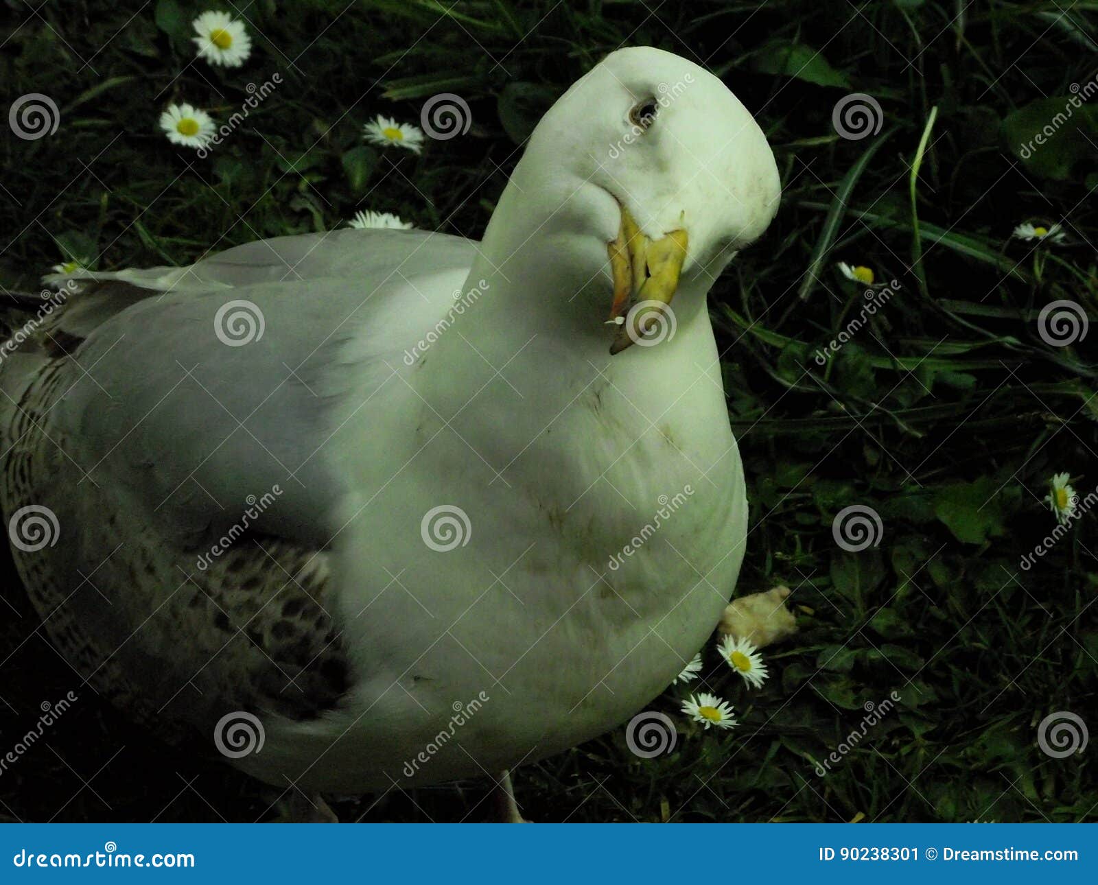 Cute seagull stock image. Image of urban, cute, seagull - 90238301