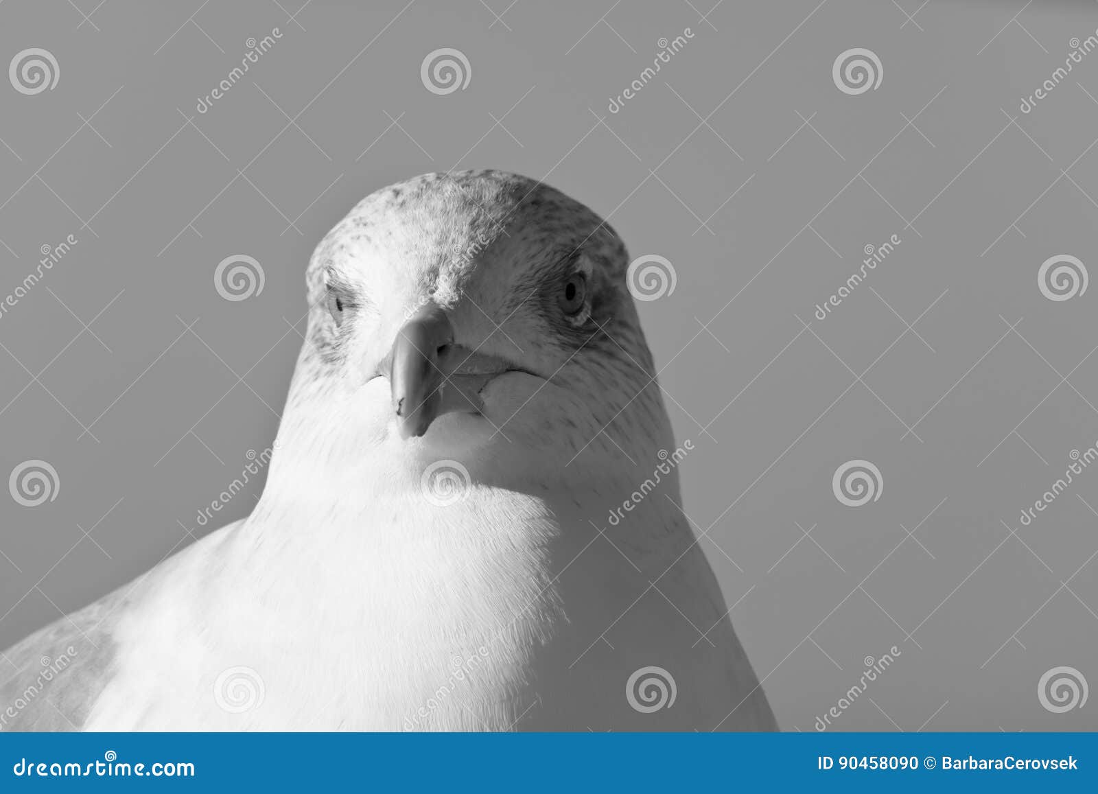 Cute Seagull Pooping On Hotel Terrace Royalty-Free Stock Photo ...