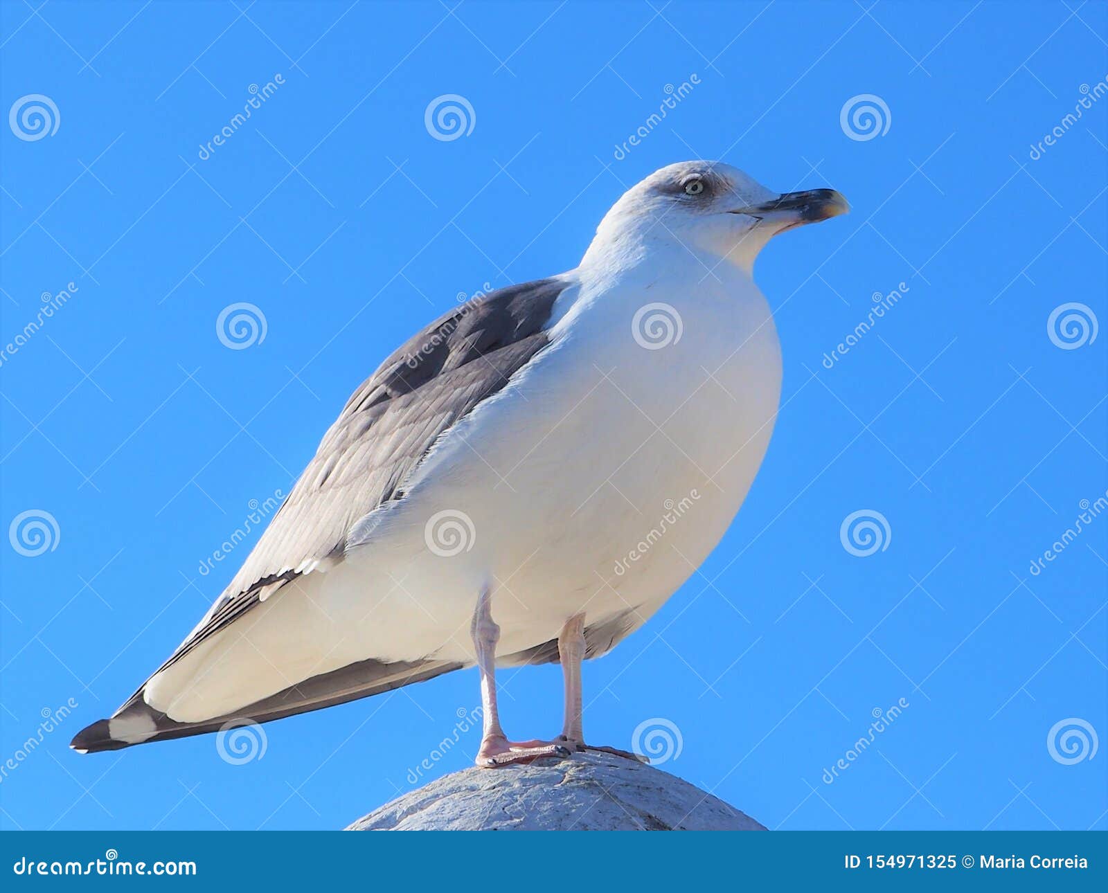 A Cute Seagull Near the River Stock Image - Image of cute, city: 154971325