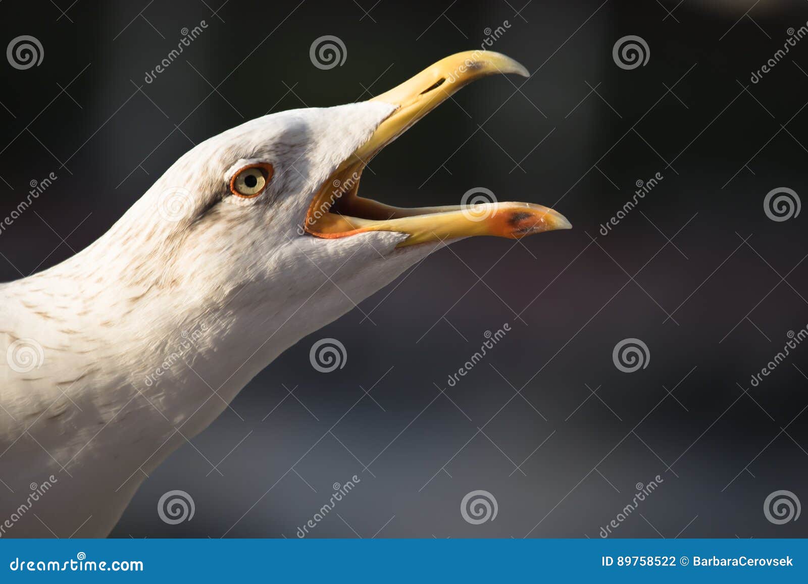Cute Seagull with Opened Beak Singing and Calling His Friends Stock ...