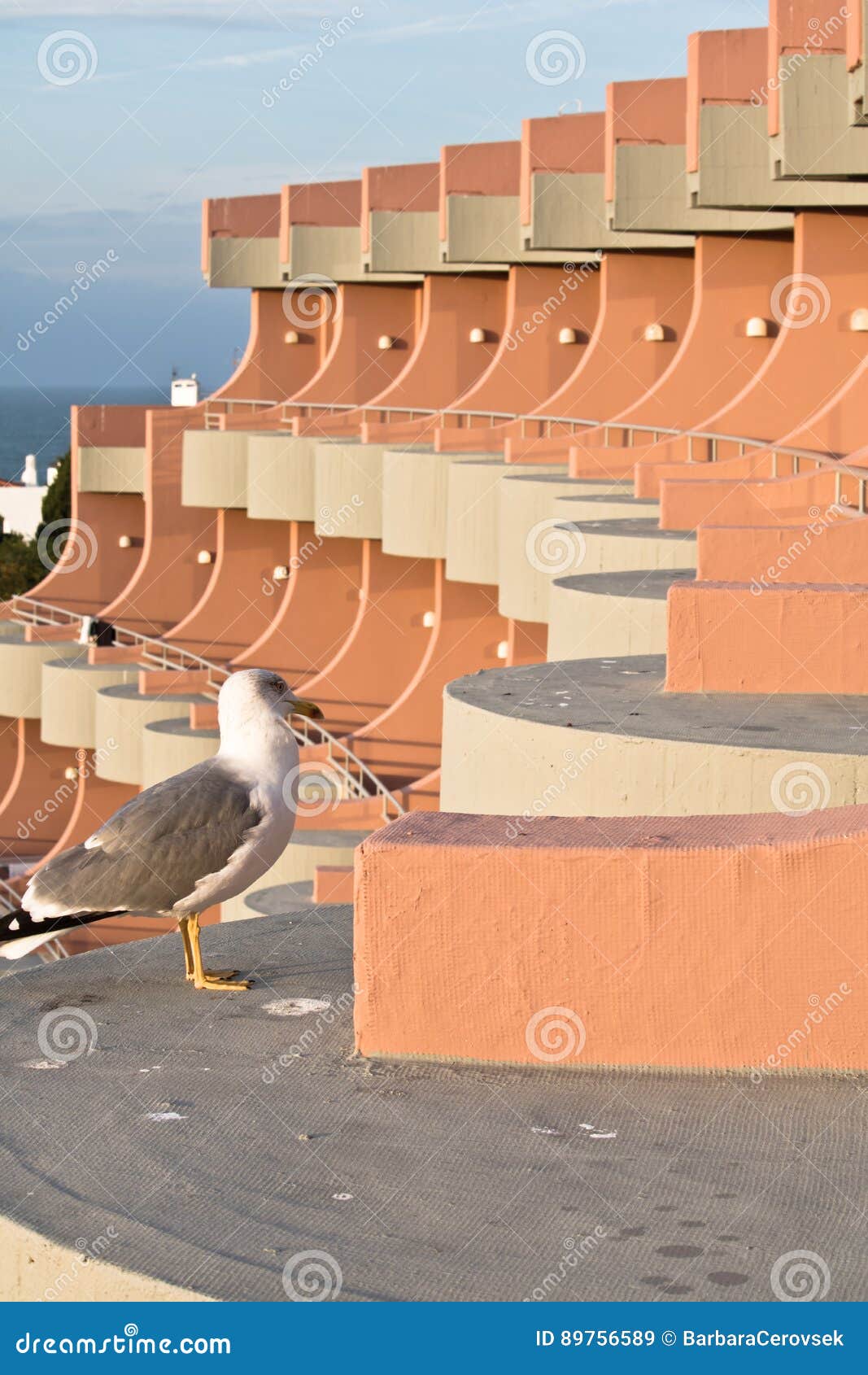 Cute Seagull Pooping on Hotel Terrace Stock Image - Image of looking ...