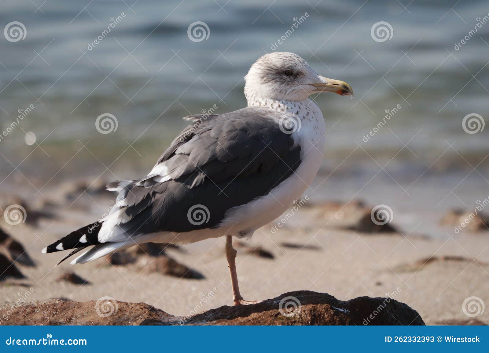 Cute Seagull Pooping On Hotel Terrace Royalty-Free Stock Photo ...