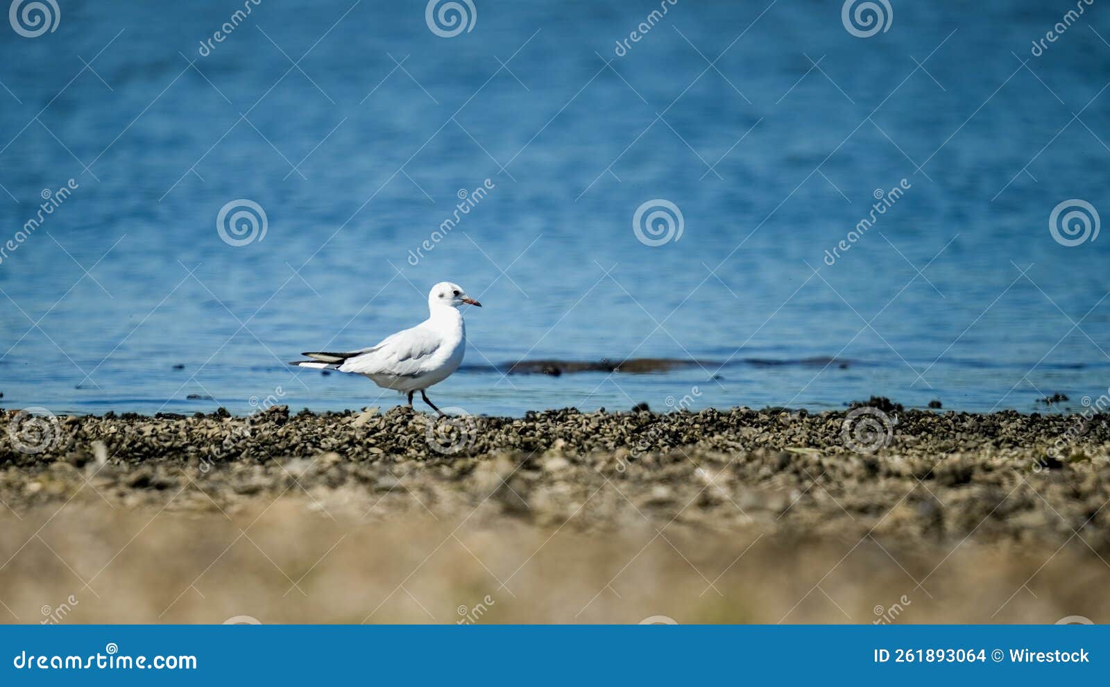 Cute seagull on the shore stock photo. Image of beautiful - 261893064