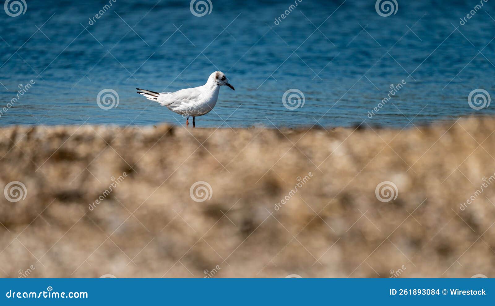 Cute seagull on the shore stock photo. Image of shore - 261893084