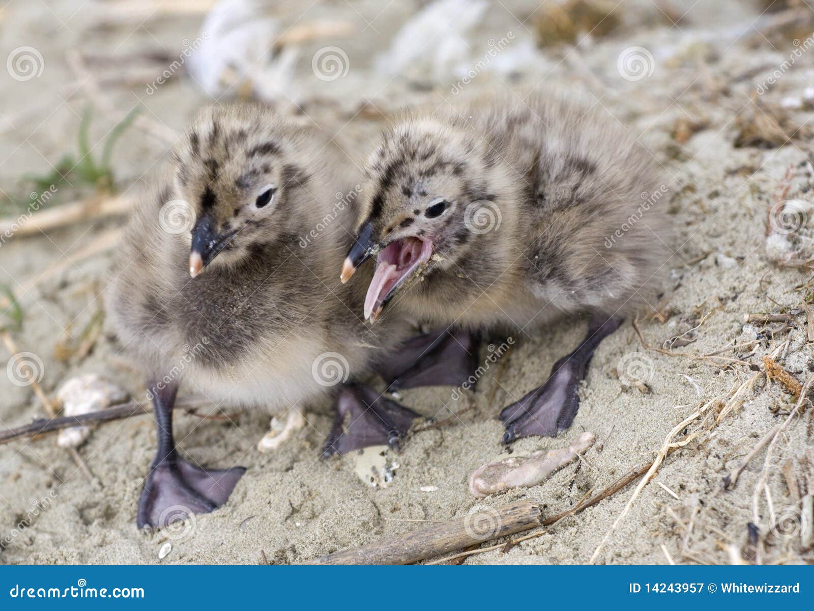 Cute Seagulls stock image. Image of marine, friends, cute - 14243957