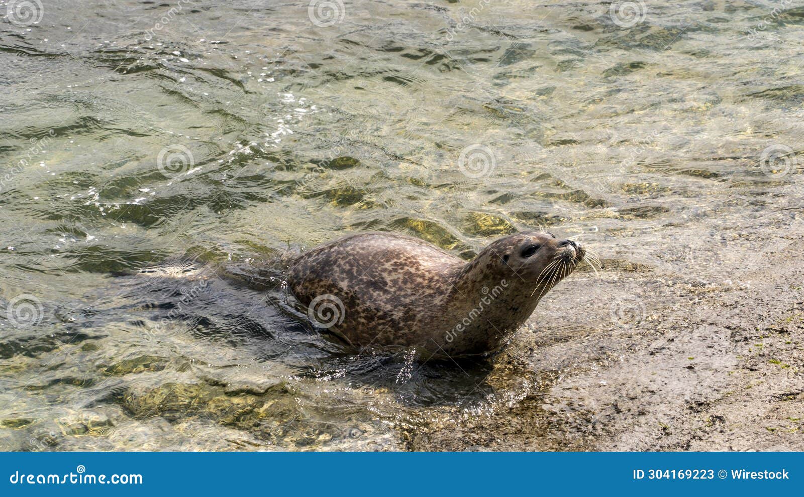 Cute Seal Resting on Rocks in Shallow Water Stock Image - Image of ...