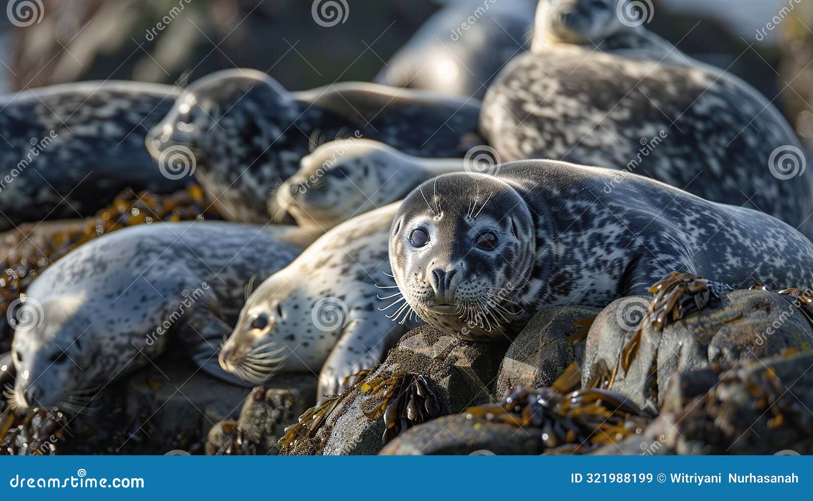 Cute Seals Looking the Camera. Generative Ai Stock Illustration - Illustration of seal, muzzle ...