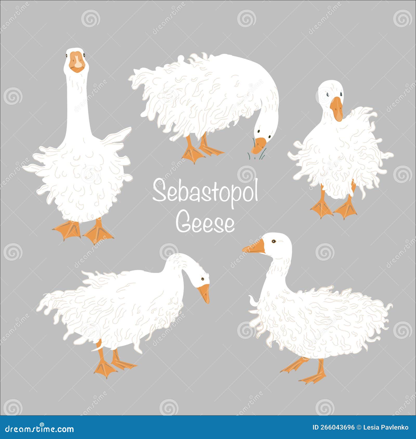 Cute Sebastopol Goose Set. Cartoon Vector Collection Isolated on Grey ...