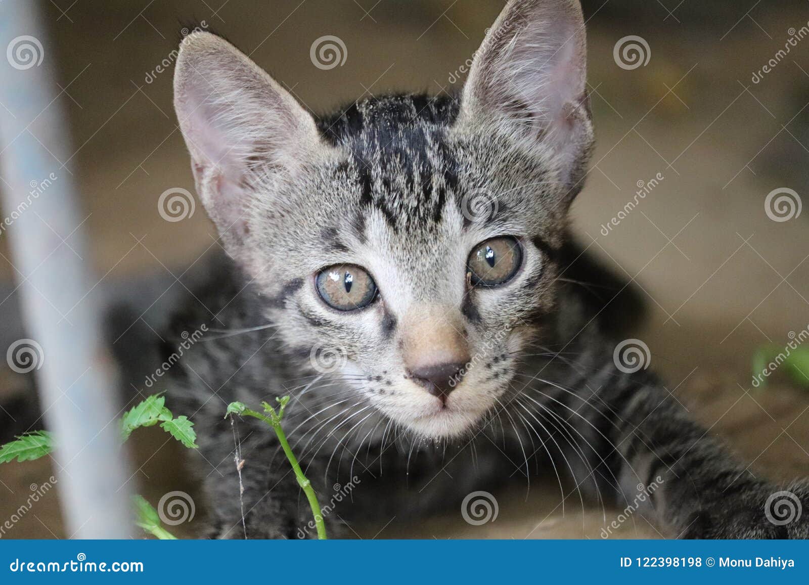 Cute serious kitten stock photo. Image of kitten, spent - 122398198