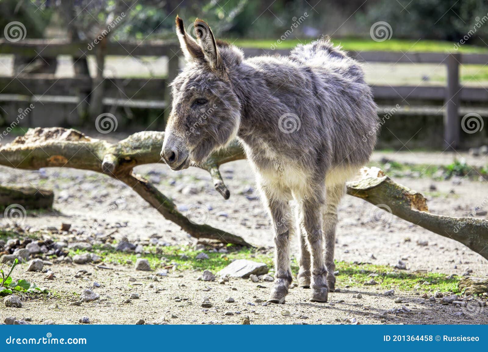 Cute shaggy donkey stock photo. Image of special, outdoor - 201364458