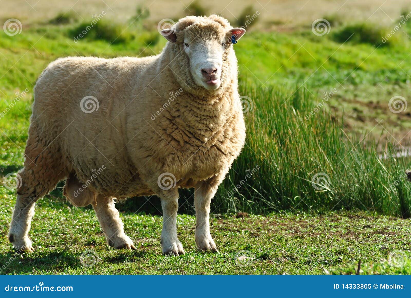 Cute sheep stock image. Image of australia, friendly - 14333805