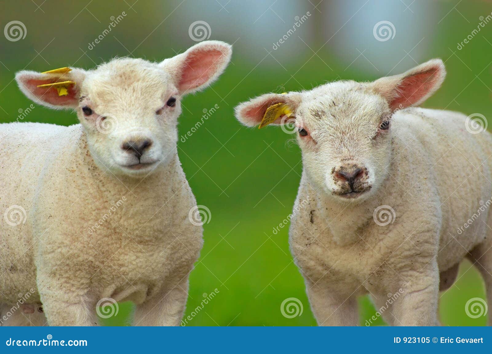 Cute sheep stock image. Image of affectionate, curious - 923105