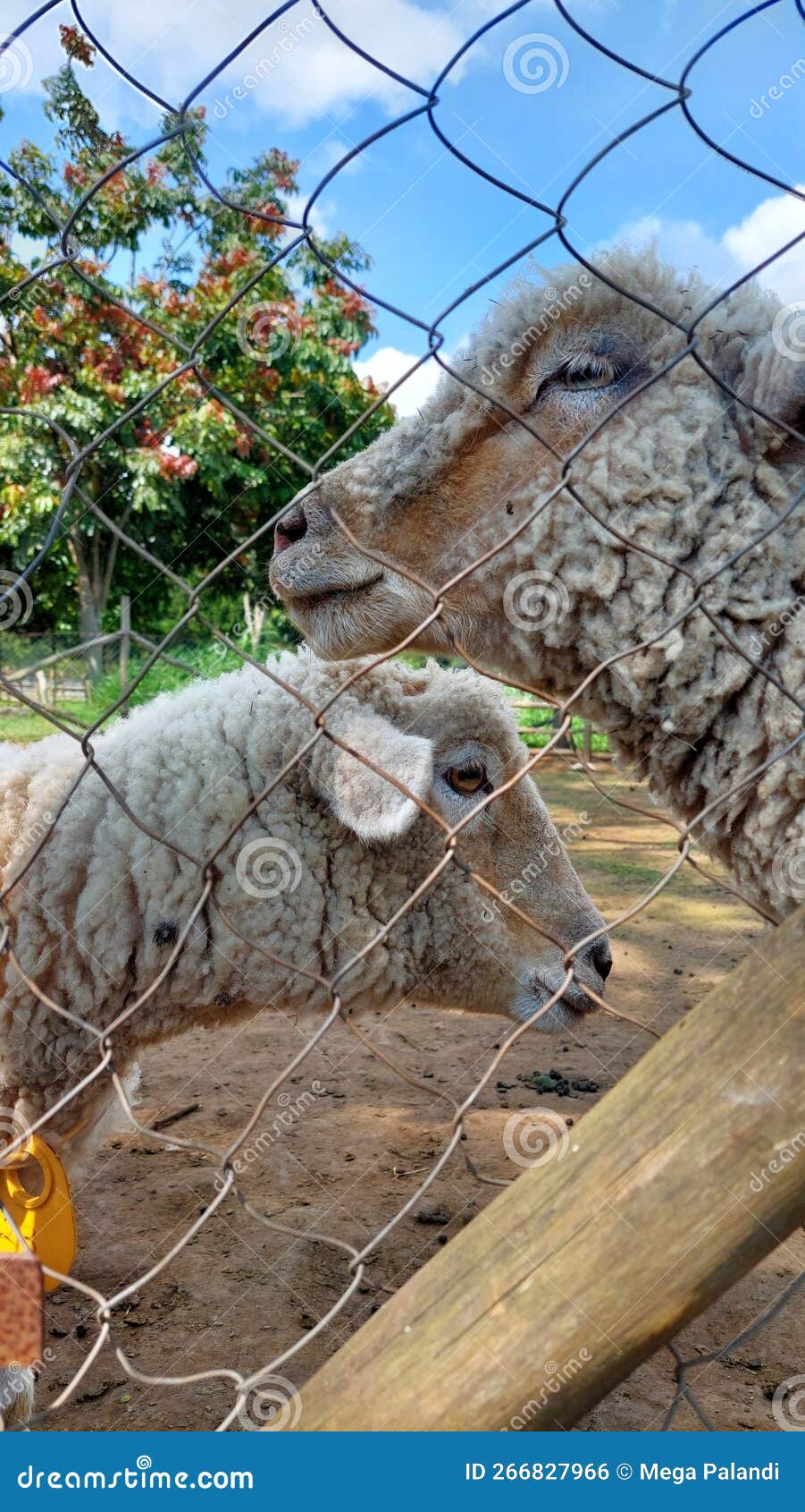 Cute Sheep do the Pose stock photo. Image of sheep, backyaard - 266827966