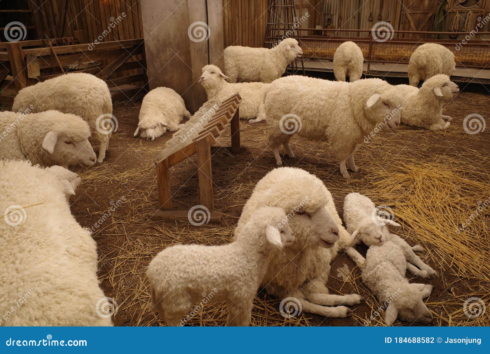 Cute Sheep Rest in the Room Stock Photo - Image of holiday, archway ...