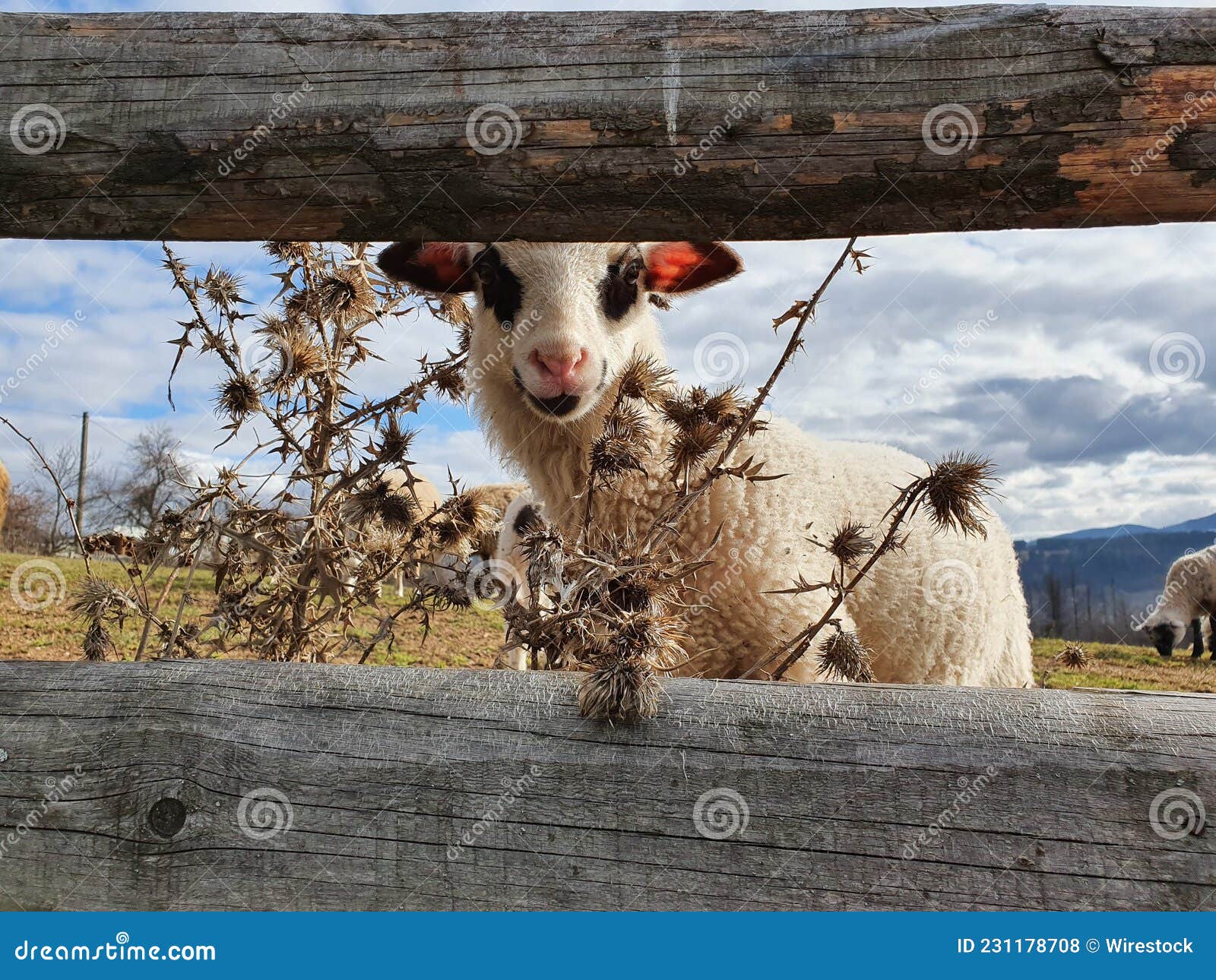 Cute sheep in a farmland stock photo. Image of flock - 231178708