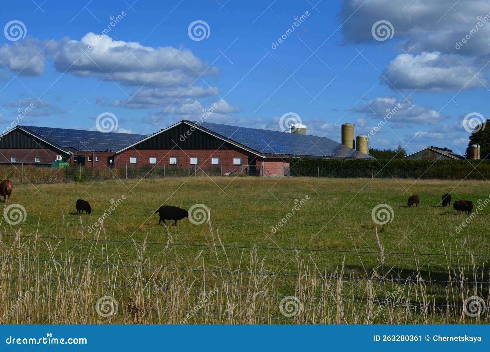 Cute Sheep in Farmyard on Sunny Day Stock Image - Image of animal ...