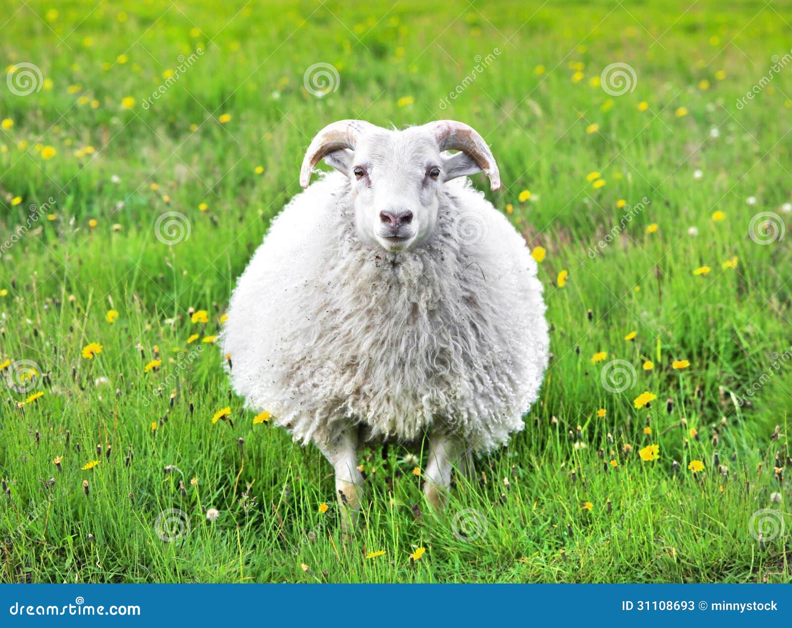 Cute Sheep in Iceland Staring into the Camera Stock Image - Image of ...