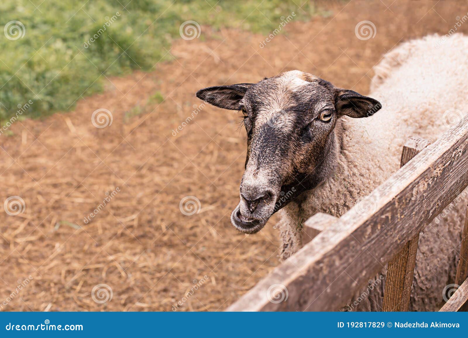 Cute Sheep Looking at Camera Stock Image - Image of wooden, livestock ...
