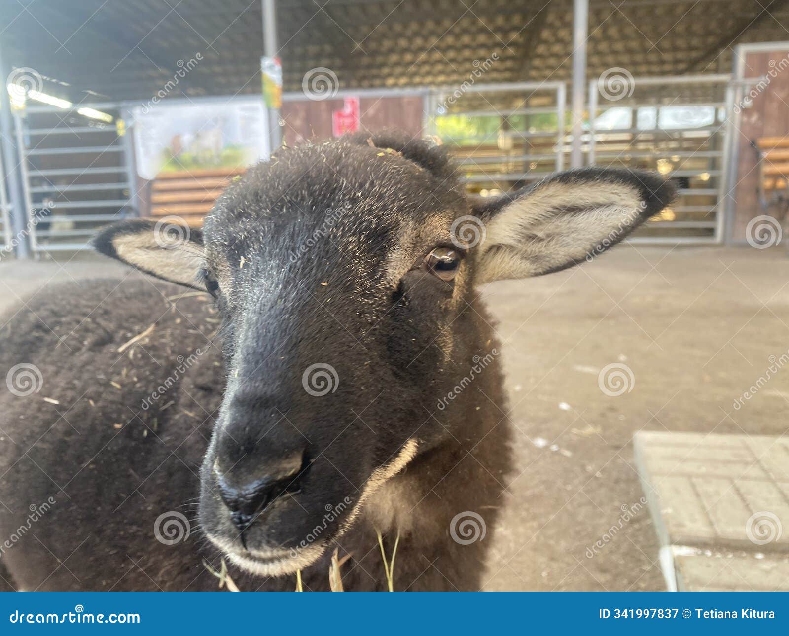 Cute Sheep Portrait Image in a Petting Zoo. Stock Image - Image of ...