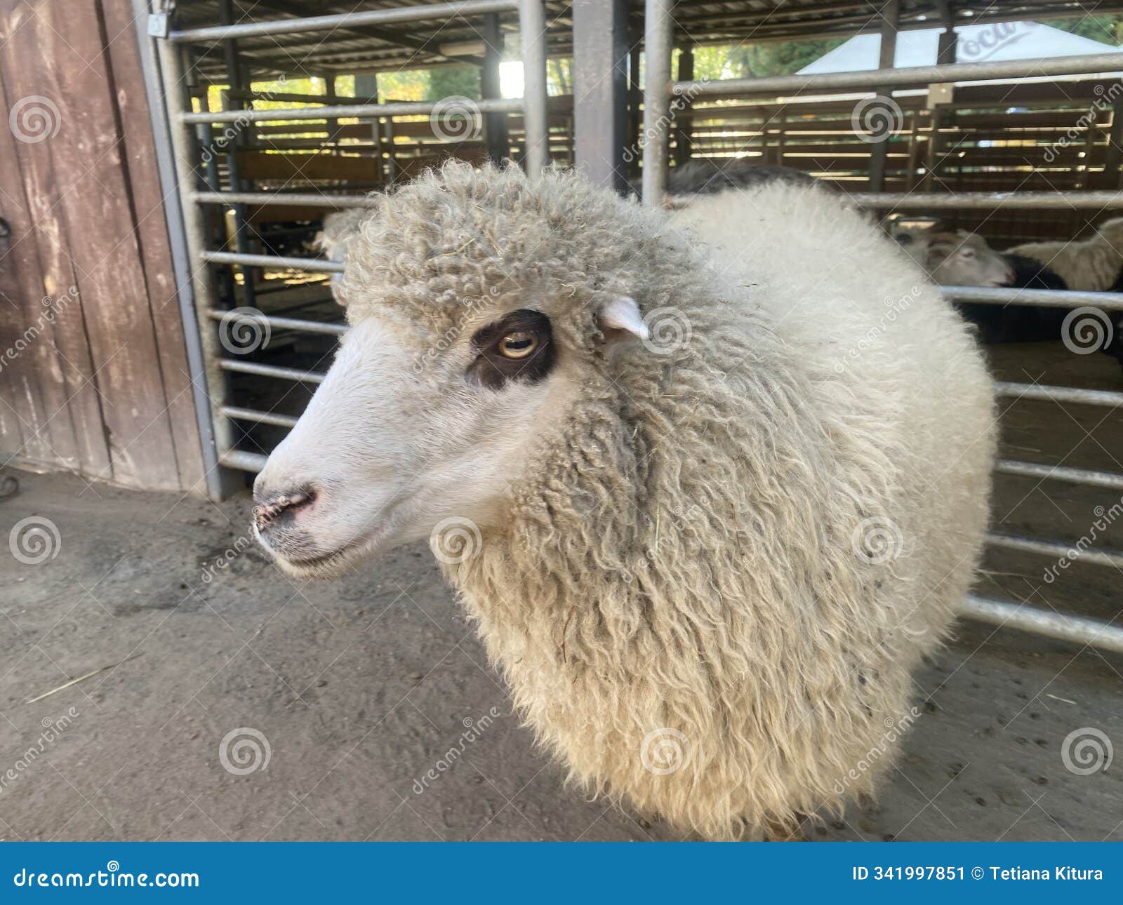 Cute Sheep Portrait Image in a Petting Zoo. Stock Image - Image of ...