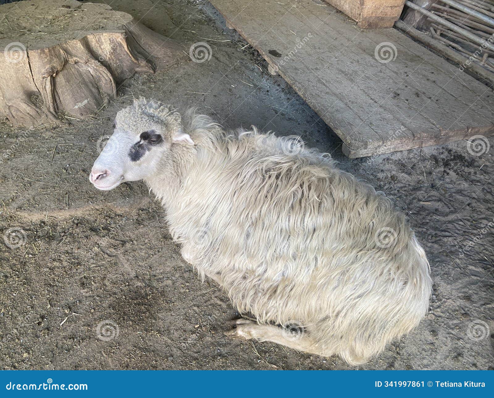 Cute Sheep Portrait Image in a Petting Zoo. Stock Image - Image of ...