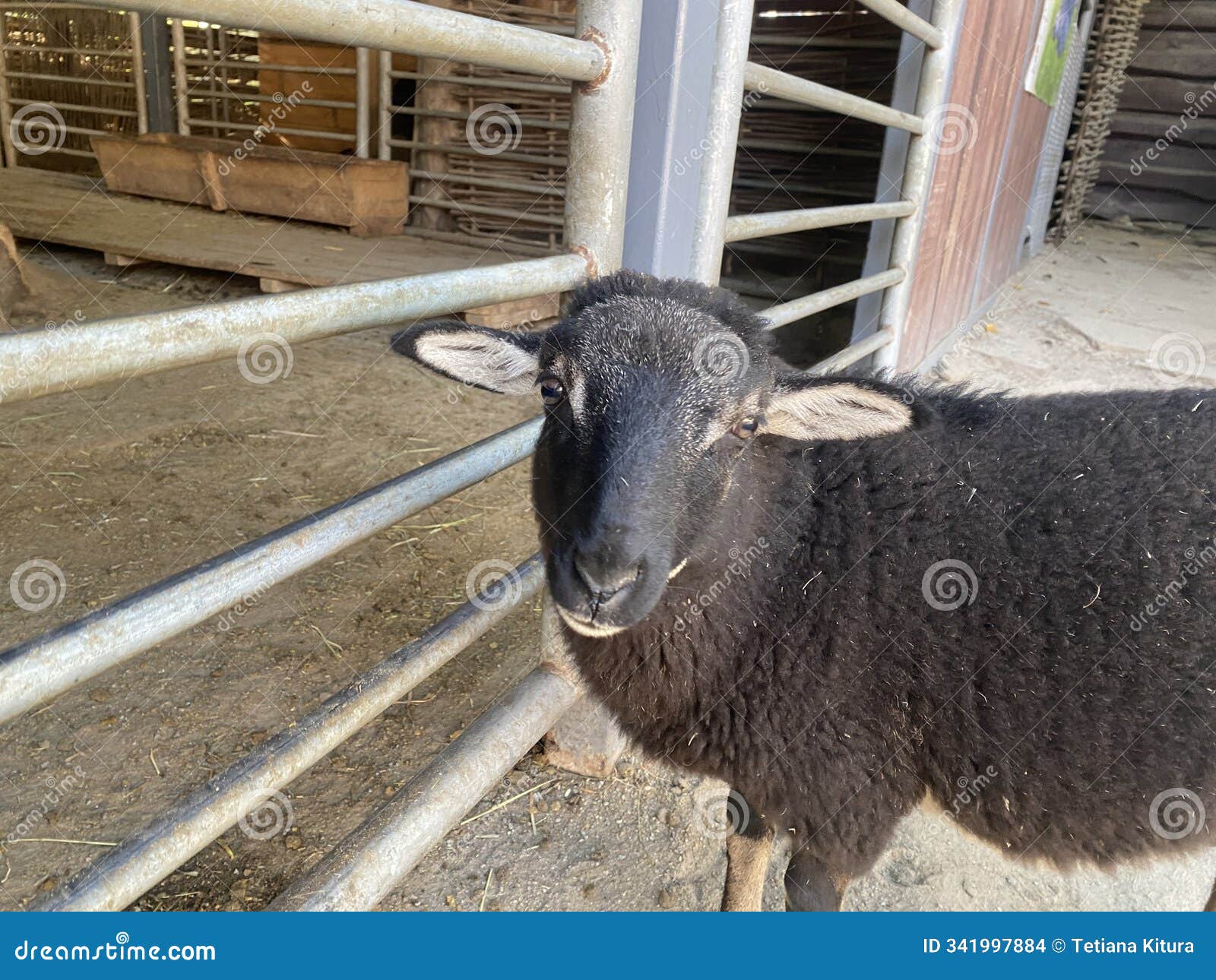Cute Sheep Portrait Image in a Petting Zoo. Stock Photo - Image of ...