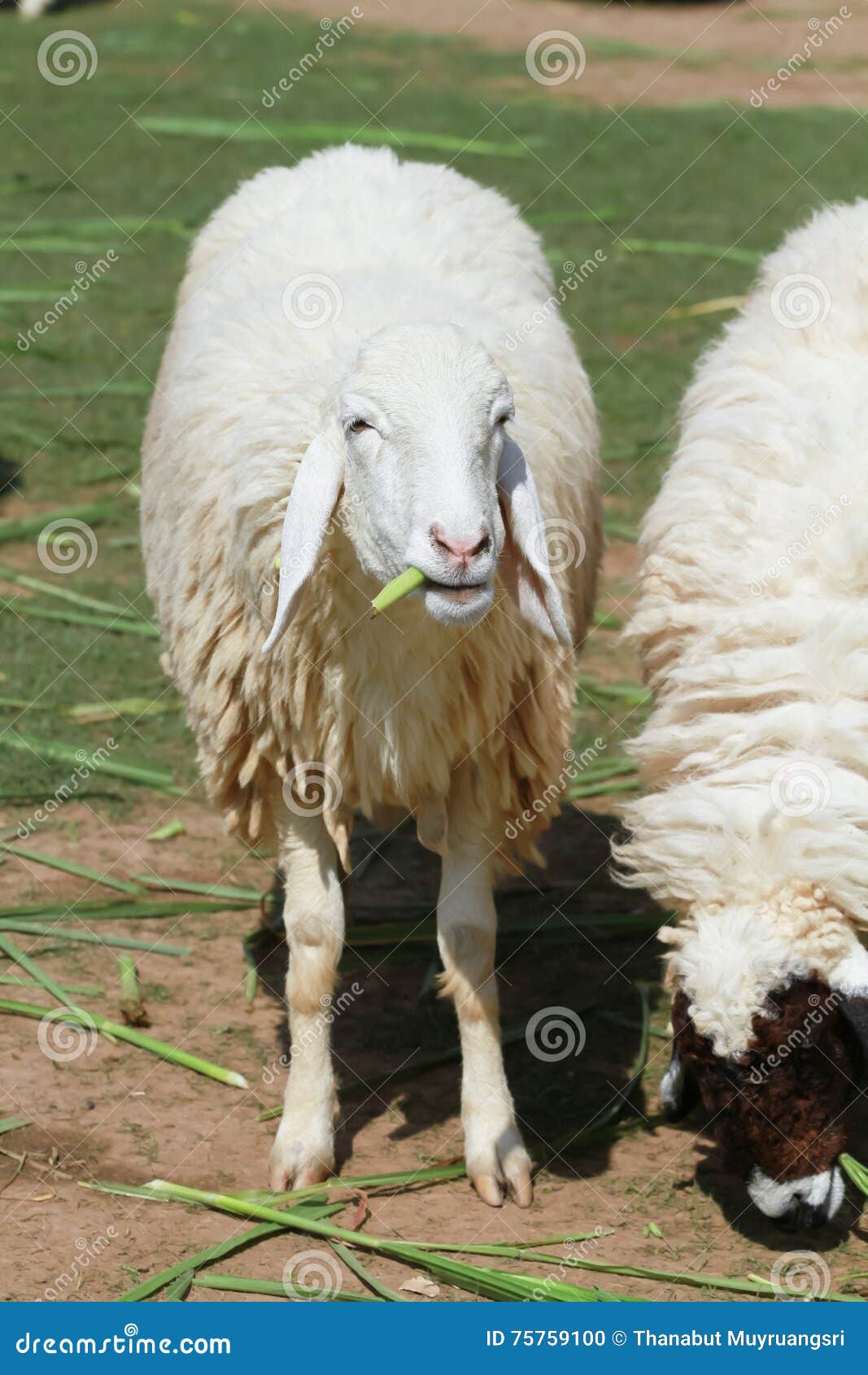 Cute sheep stock photo. Image of scenery, lamb, baby - 75759100