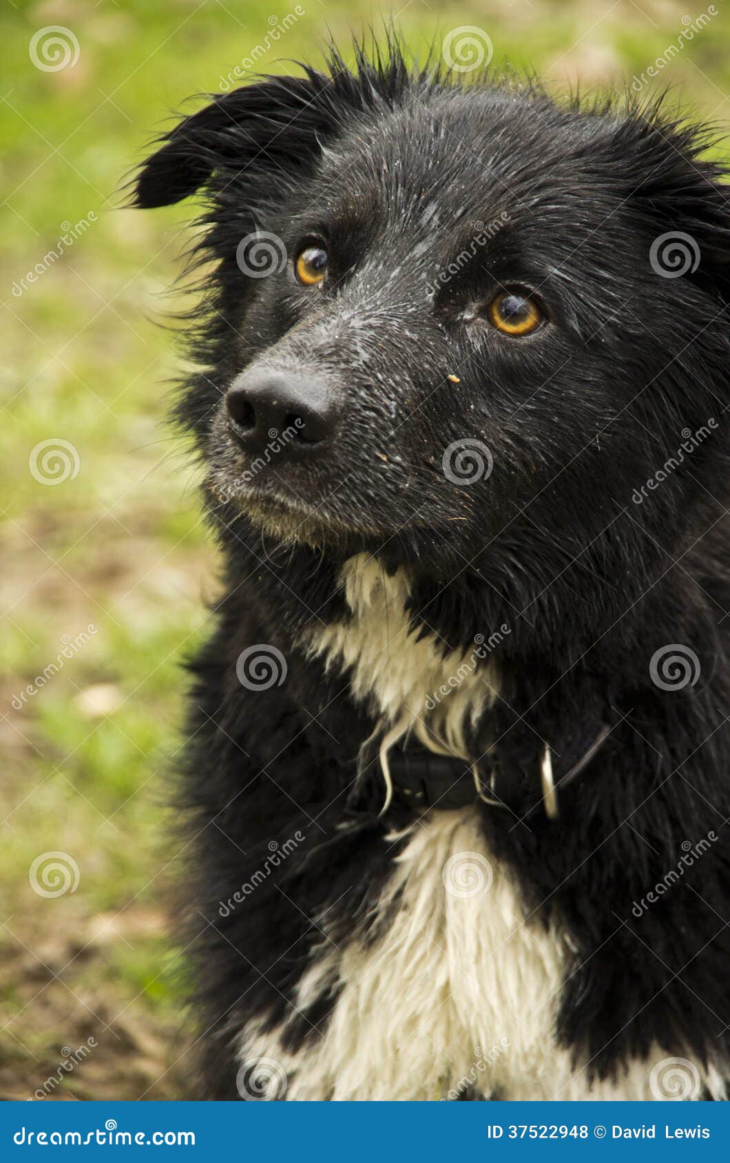 Cute sheepdog stock photo. Image of outside, canidae - 37522948