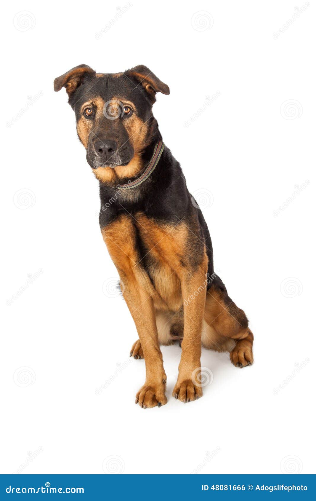 Cute Shepherd Cross Dog Sitting Stock Photo - Image of sporting, high ...