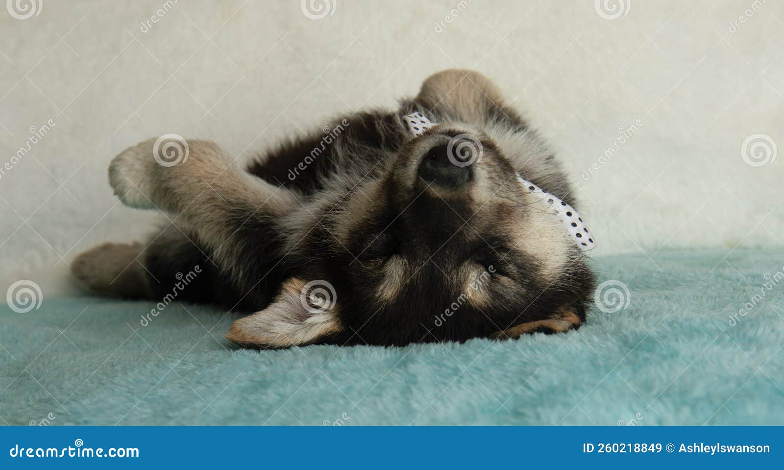 Cute Shepherd Husky Mix Puppy Sleeping on Back Funny Stock Image ...