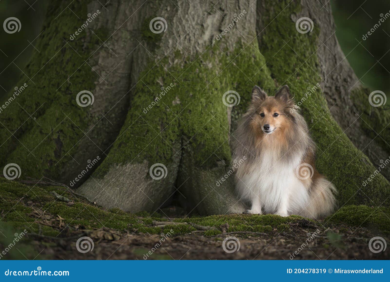 Cute Shetland Sheepdog Sitting in Front of a Pretty Big Tree Stock ...