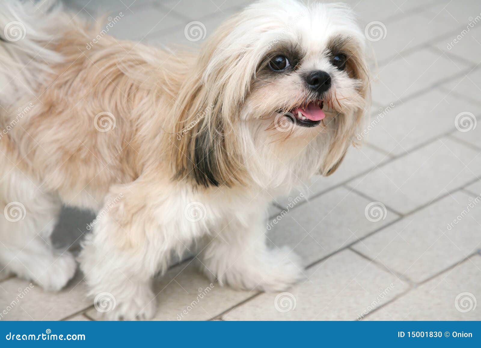 Cute Shih-tzu stock photo. Image of small, curious, show - 15001830