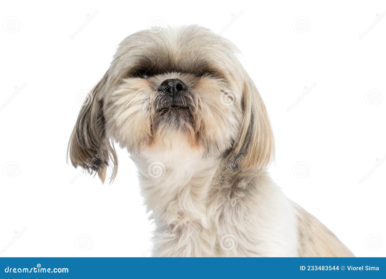 Shih Tzu Dog Feeling Angry And Wearing A Hat Royalty-Free Stock Photo ...