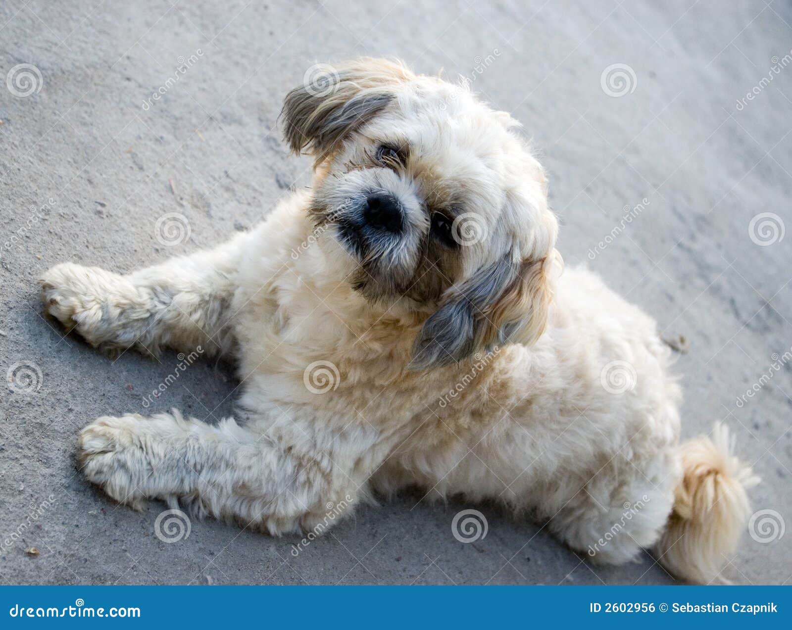 Cute shitzu dog stock photo. Image of lovely, nice, cute - 2602956