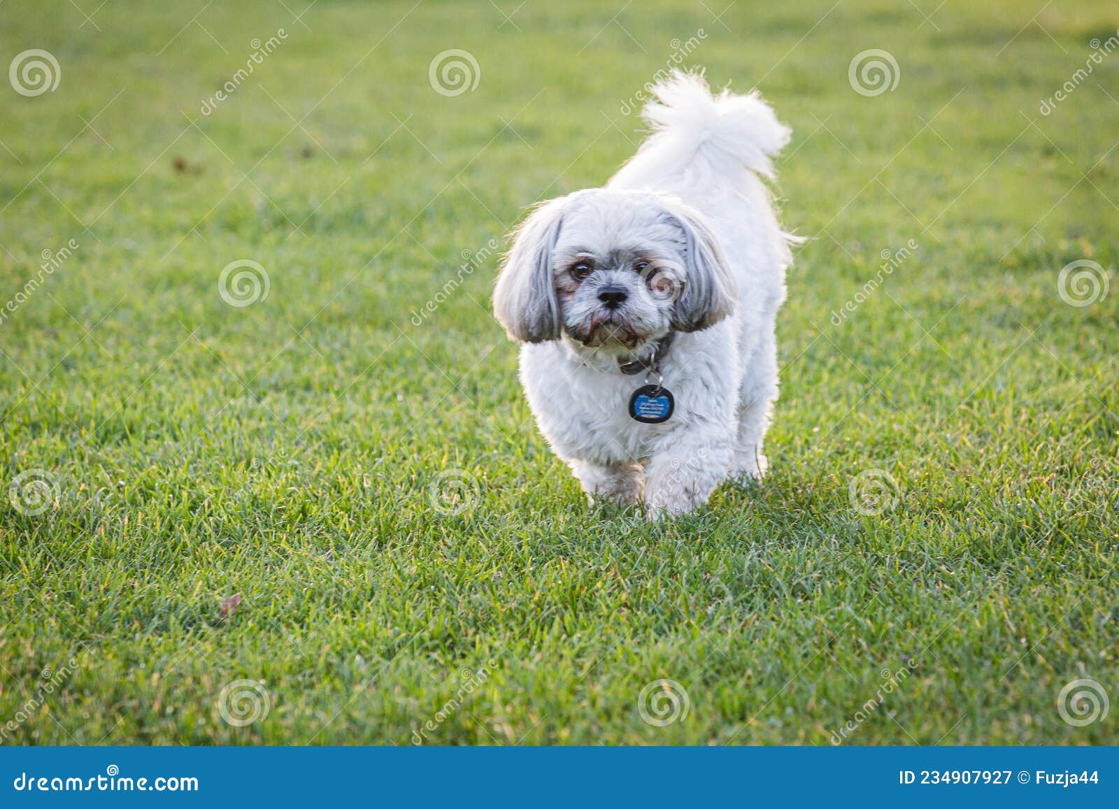 Cute Shitzu Dog on the Grass. Stock Image - Image of fall, autumn ...