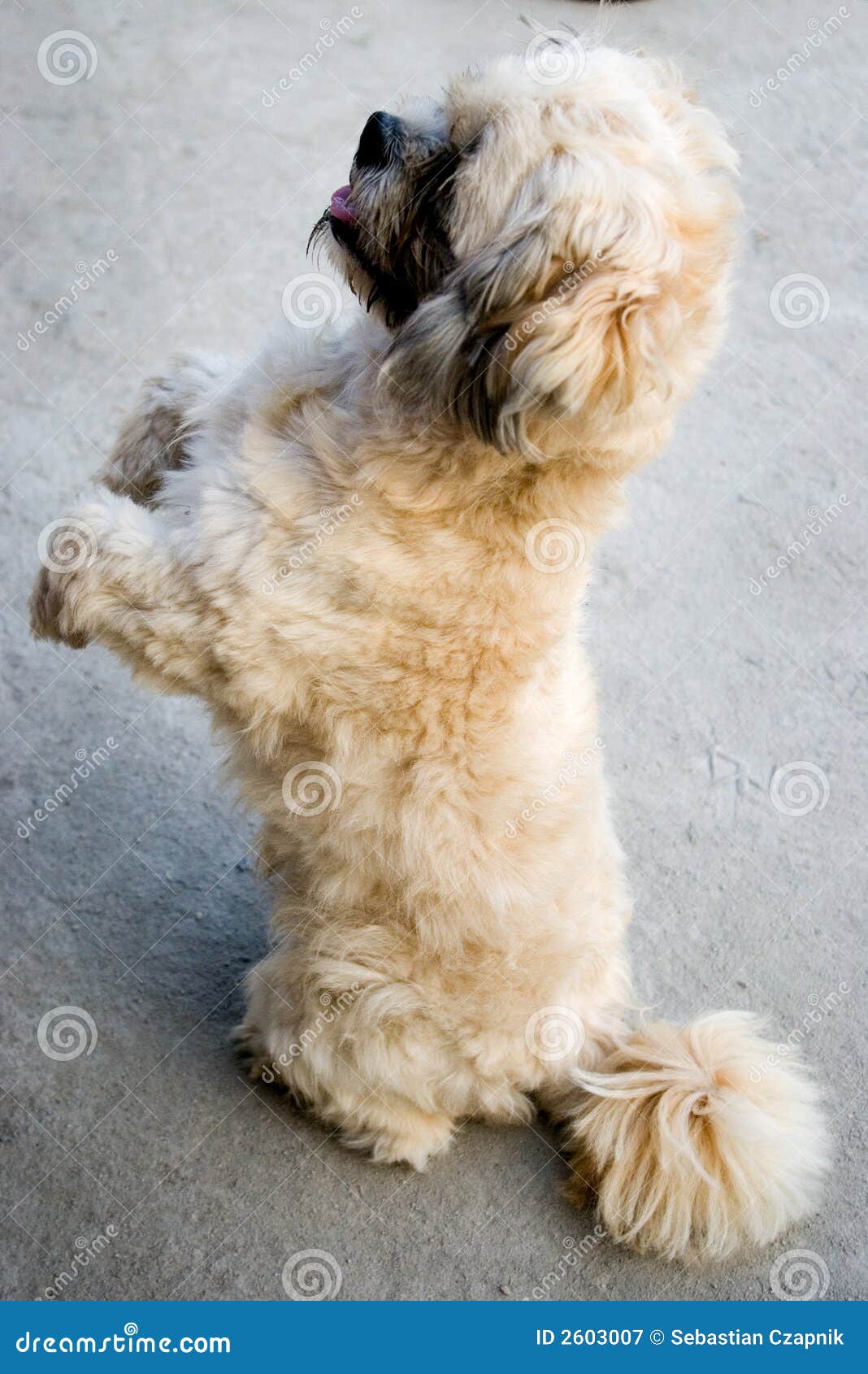 Cute shitzu dog, serving stock image. Image of cute, training - 2603007