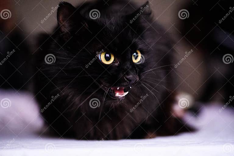 Cute shocked black cat stock image. Image of purebred - 148351897