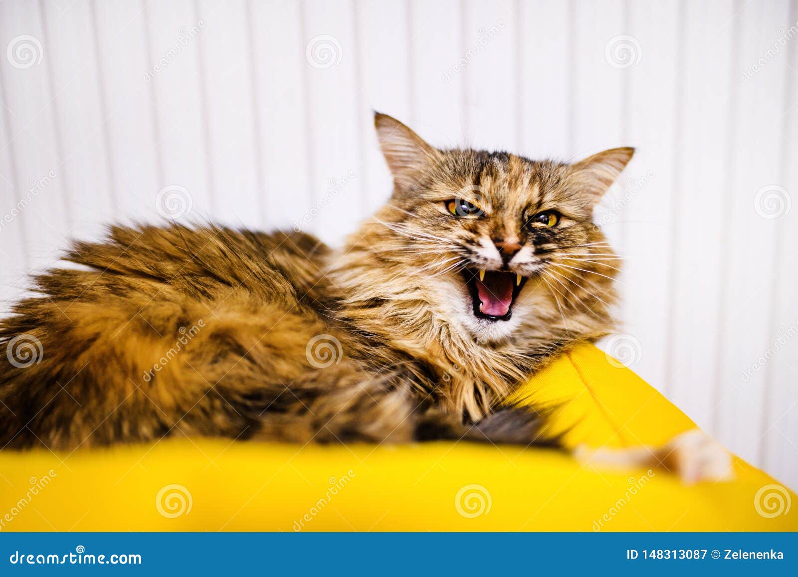 Cute shocked cat stock image. Image of breed, fluffy - 148313087
